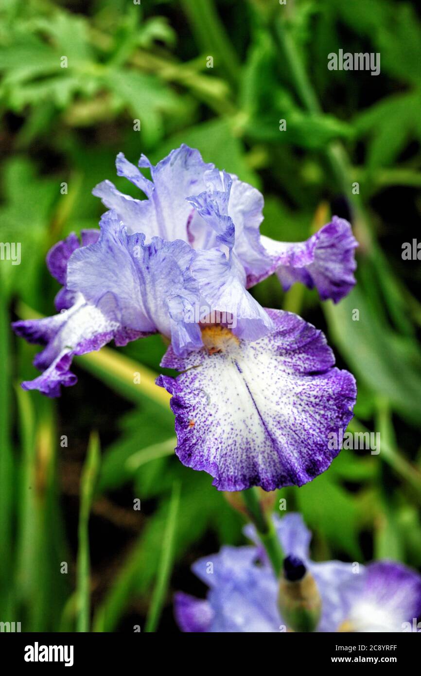 White and yellow spotted iris hi-res stock photography and images - Alamy