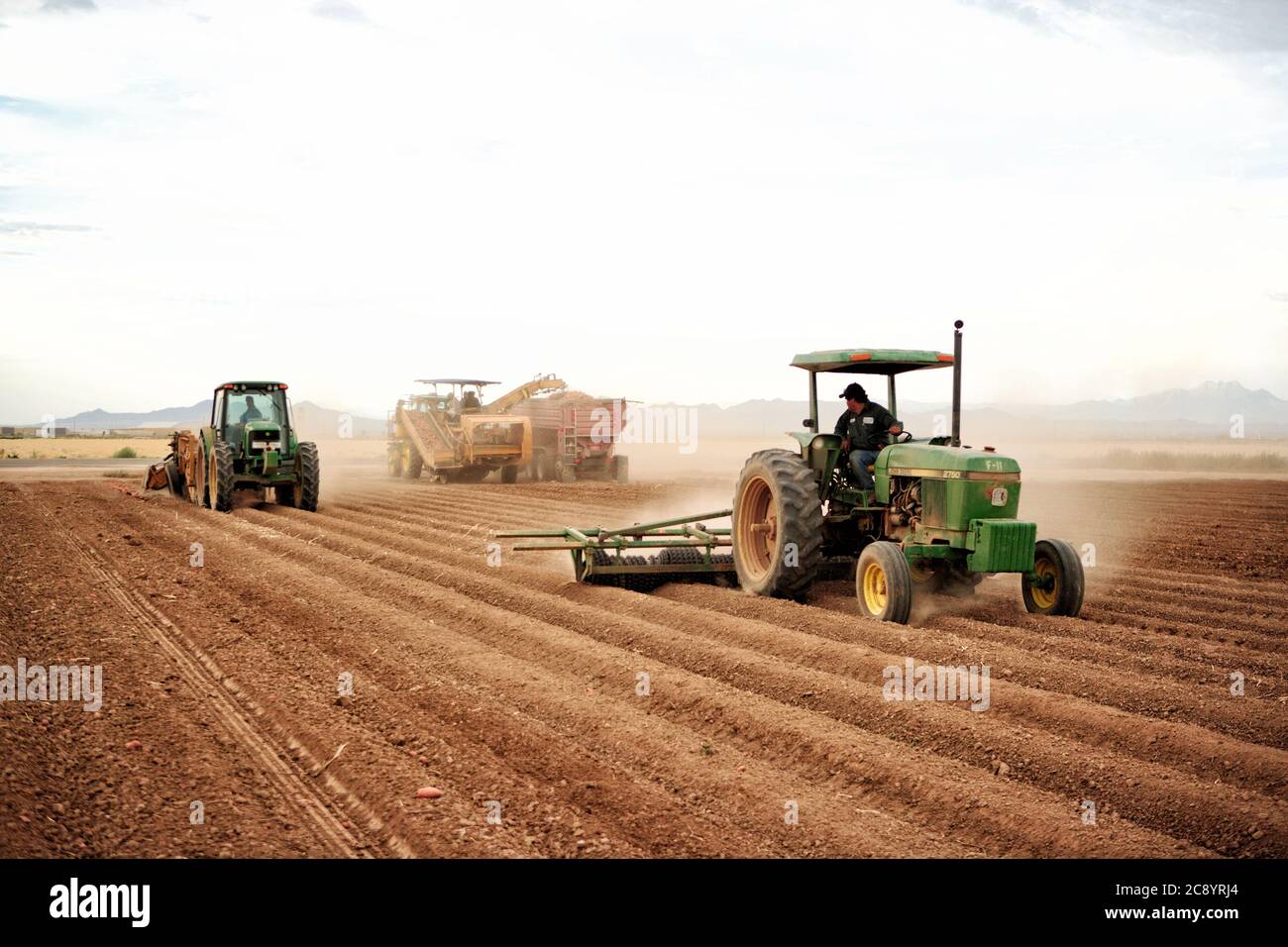 Farmers and field hands use farm machinery in the field harvesting red ...