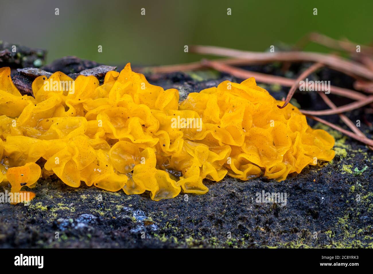 Tremella Mesenterica or Yellow Brain Fungus Stock Photo - Alamy