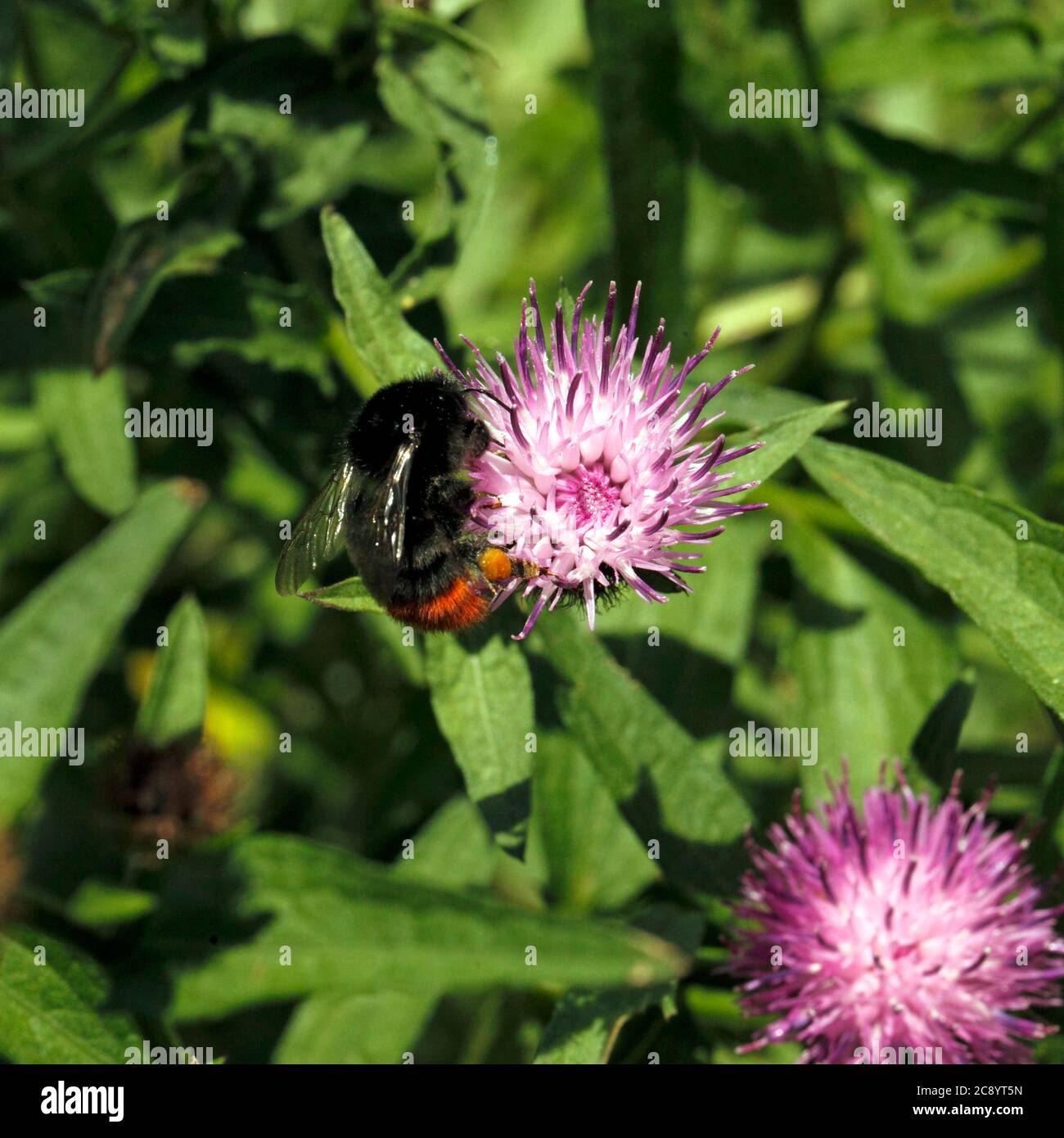 Bombus lapidarius, Red tailed Bumblebee Stock Photo - Alamy