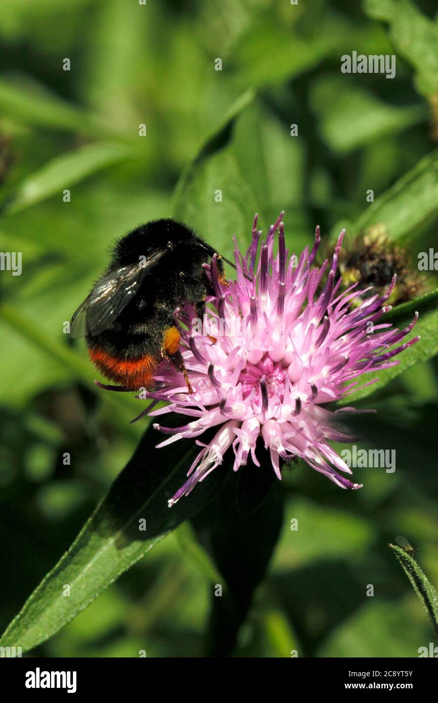 Bombus lapidarius, Red tailed Bumblebee Stock Photo - Alamy