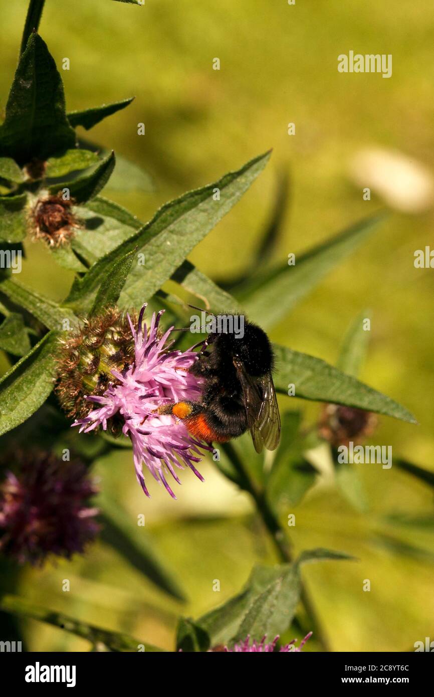 Bombus lapidarius, Red tailed Bumblebee Stock Photo - Alamy