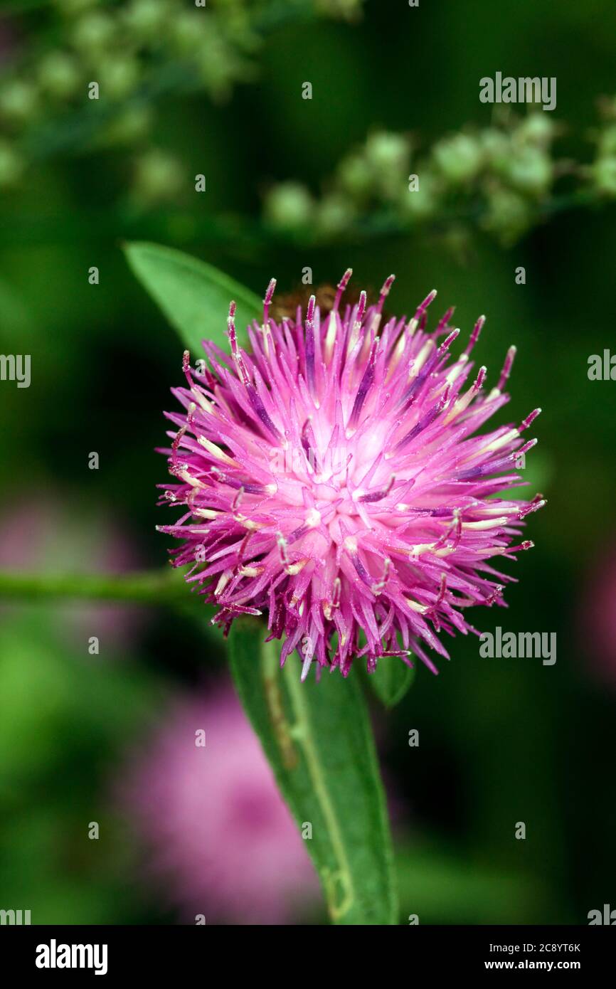 Common Knapweed (Centaurea nigra) or Black Knapweed Stock Photo - Alamy