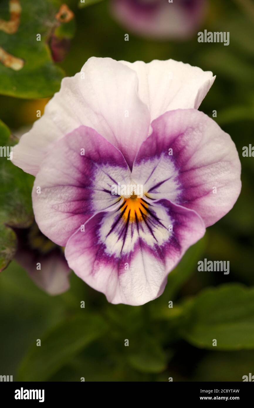 Viola cultivar hi-res stock photography and images - Alamy