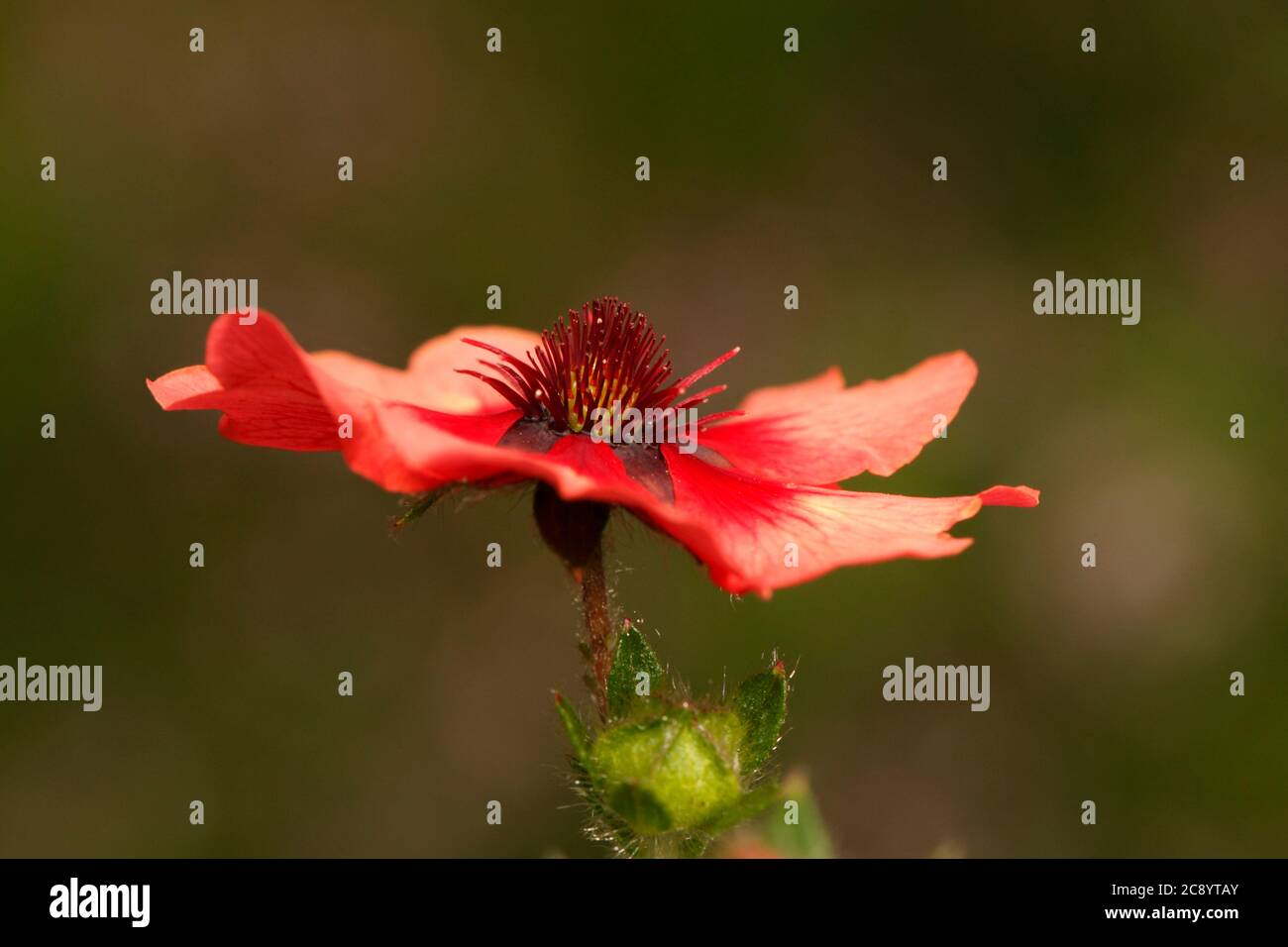 Geum flower hi-res stock photography and images - Alamy