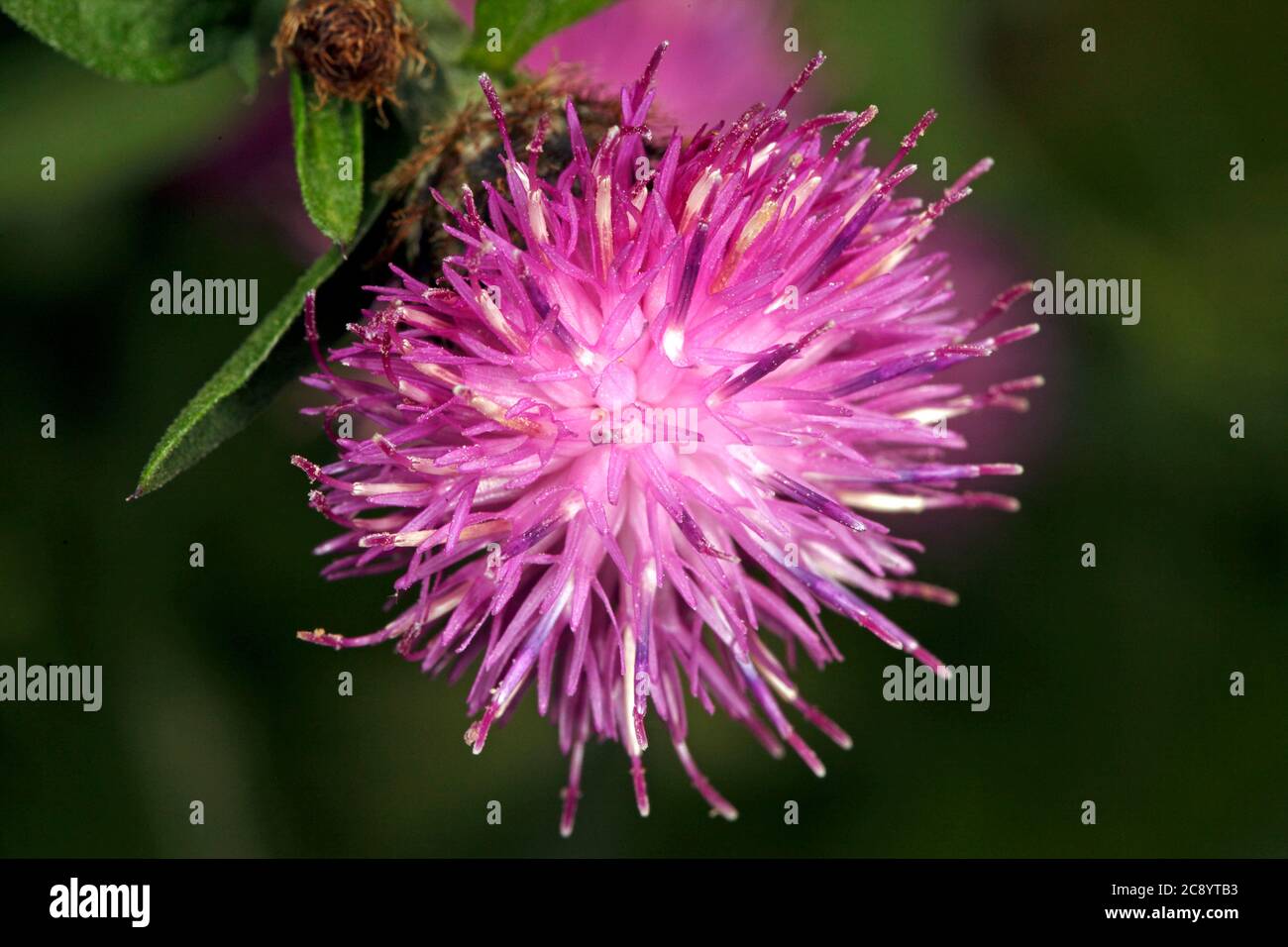 Common Knapweed (Centaurea nigra) or Black Knapweed Stock Photo - Alamy