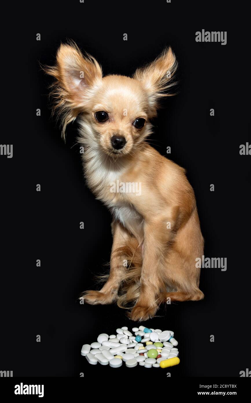Dog tablets hi-res stock photography and images - Alamy