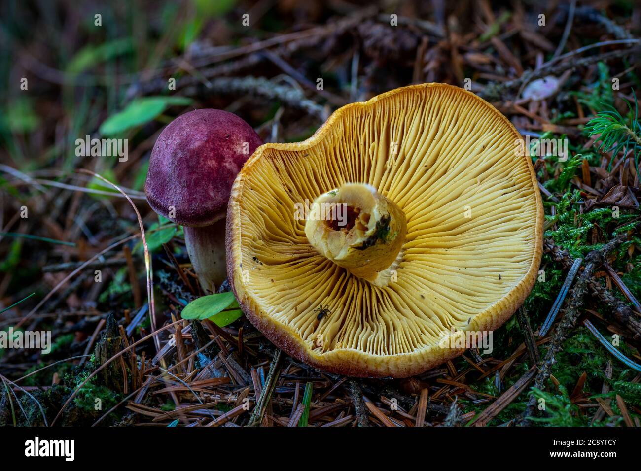 Gills of the Tricholomopsis Rutilans/Plums and Custard Stock Photo - Alamy