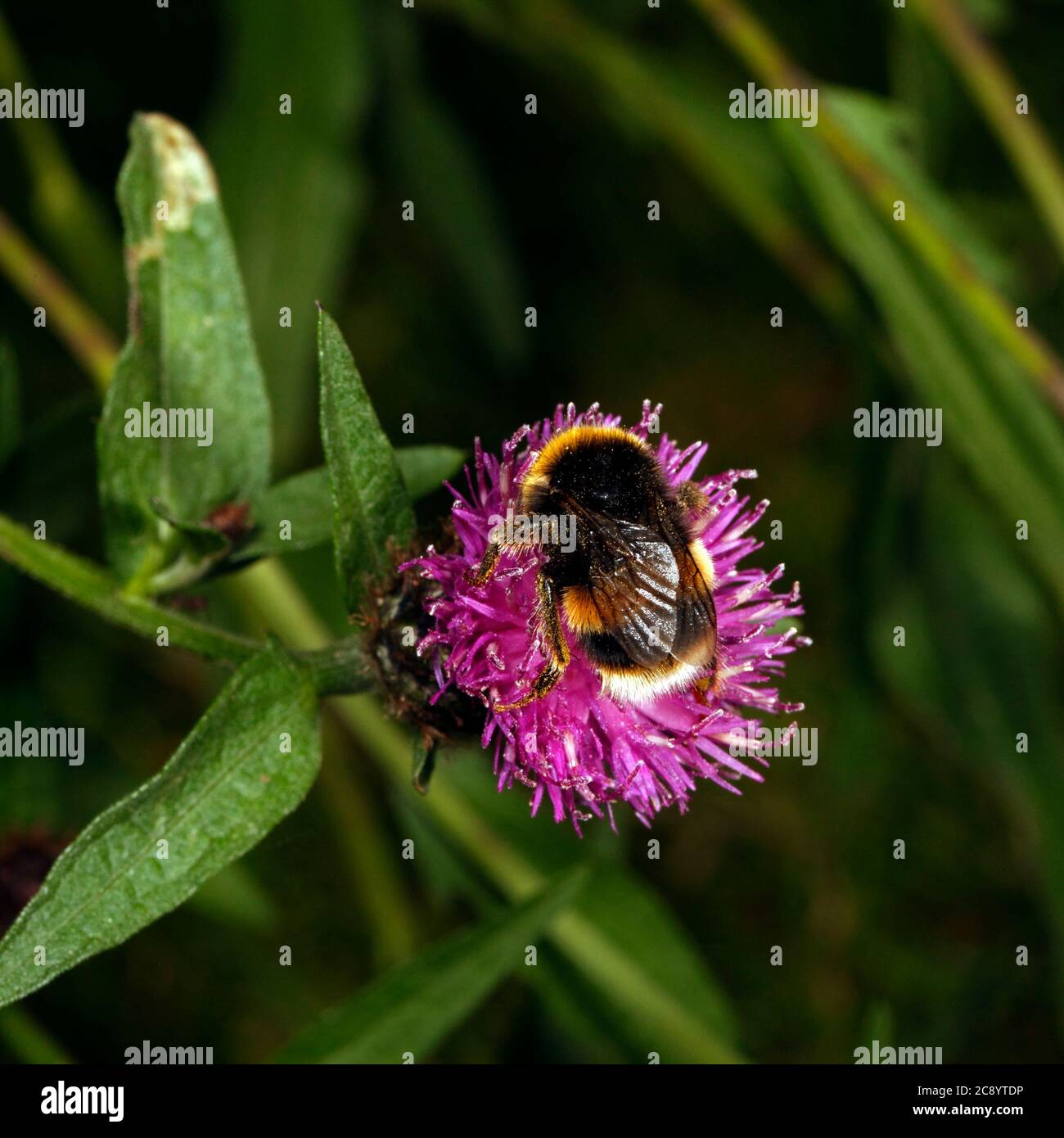 White-tailed bumblebee, Bombus lucorum Stock Photo - Alamy