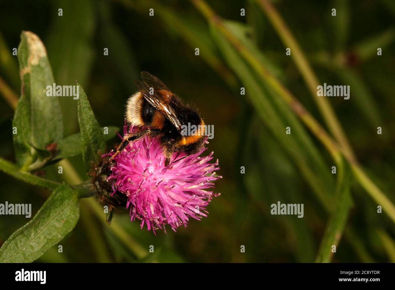 Common british bumblebee hi-res stock photography and images - Alamy