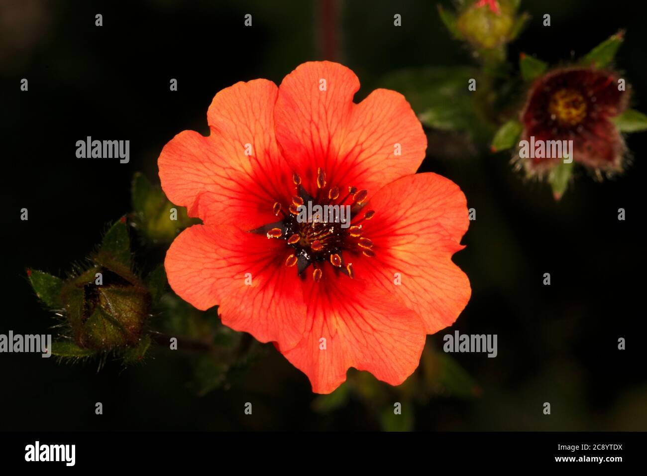 Geum flower hi-res stock photography and images - Alamy