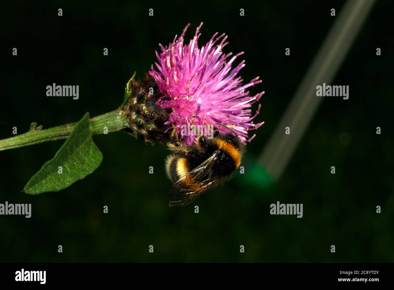White-tailed bumblebee, Bombus lucorum Stock Photo - Alamy