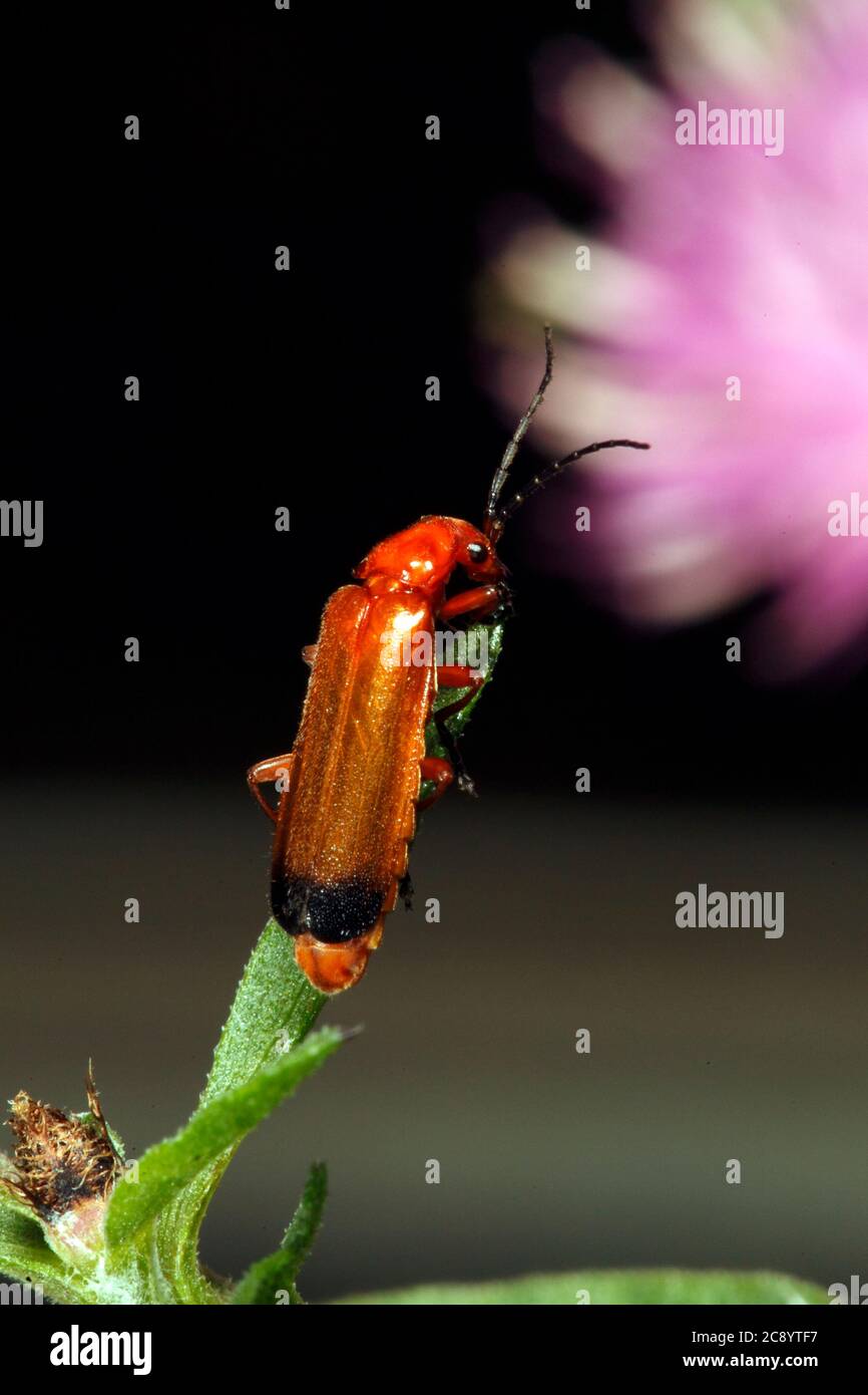 Rhagonycha fulva, Common red soldier beetle, Hogweed bonking beetle ...