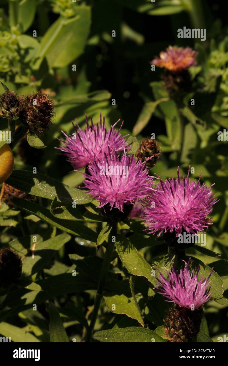 Common Knapweed (Centaurea nigra) or Black Knapweed Stock Photo - Alamy