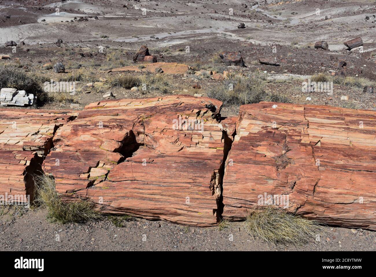 Rust colored fallen petrified log in the desert Stock Photo - Alamy
