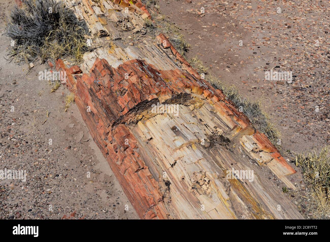 A broken petrified log with pieces chipping off Stock Photo - Alamy