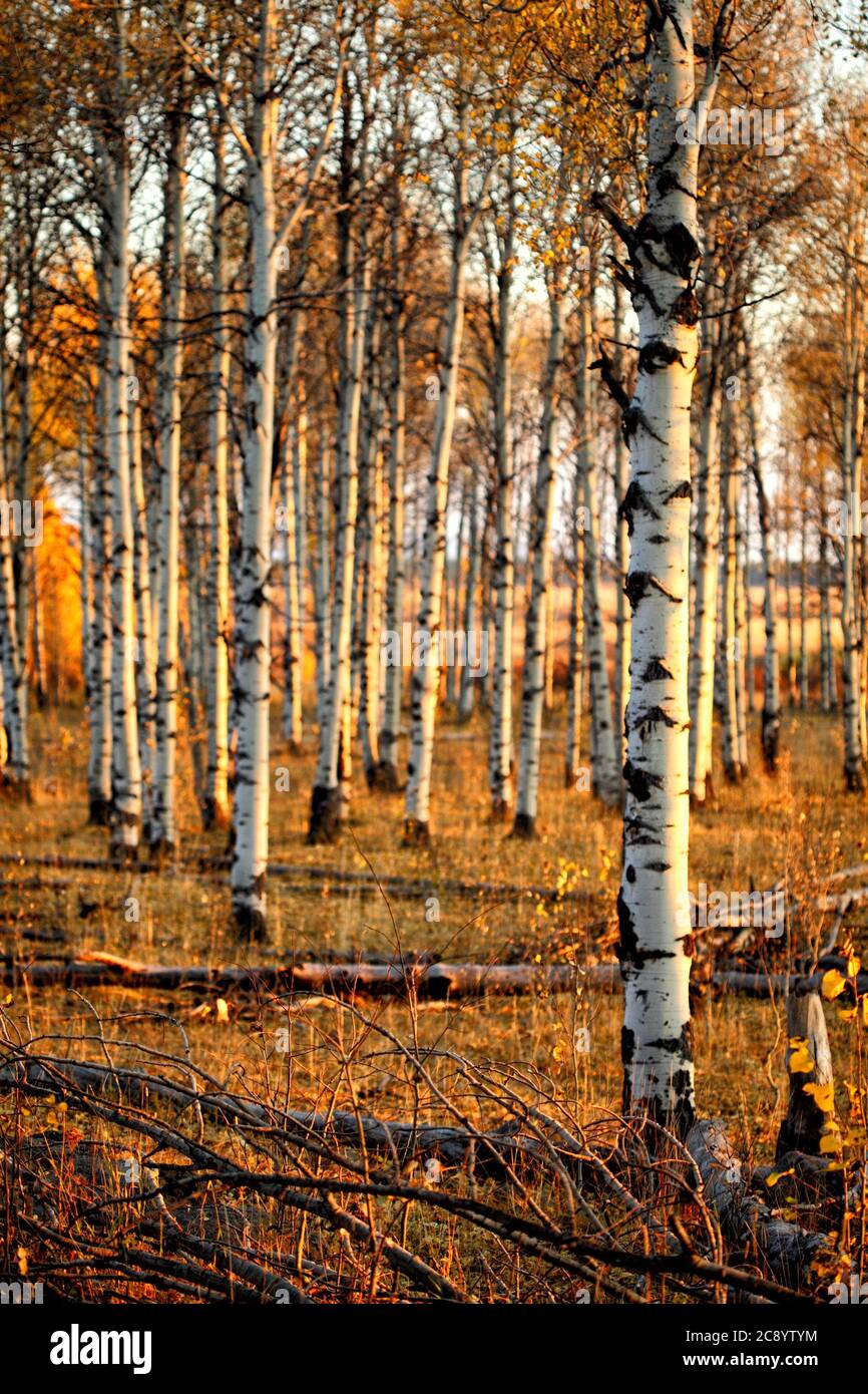 A forest stand of Aspen trees during the Idaho autumn. The ground ic ...