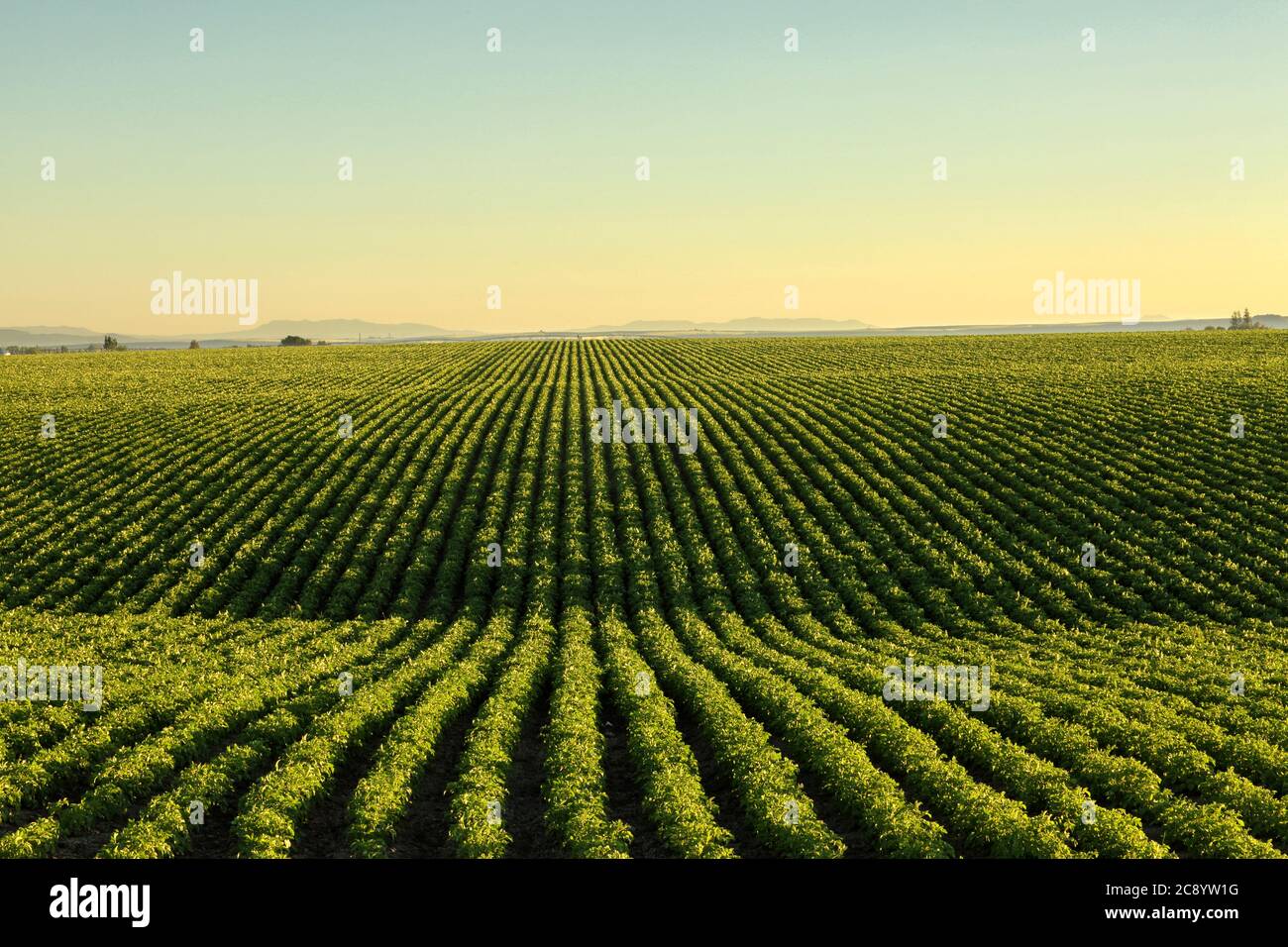 An early morning view of the rows in a field of potatoes in the rolling ...