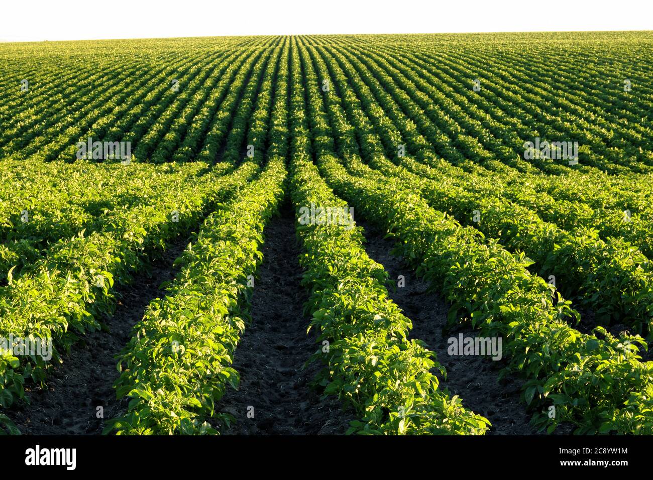 Field fields pattern hi-res stock photography and images - Alamy