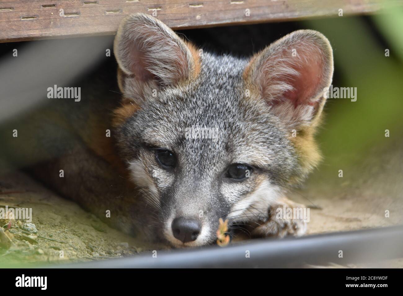 Grey fox with kit hi-res stock photography and images - Alamy