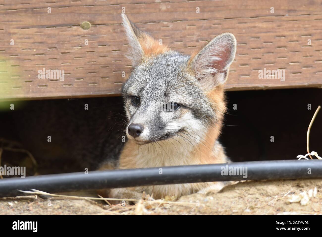 Grey fox with kit hi-res stock photography and images - Alamy