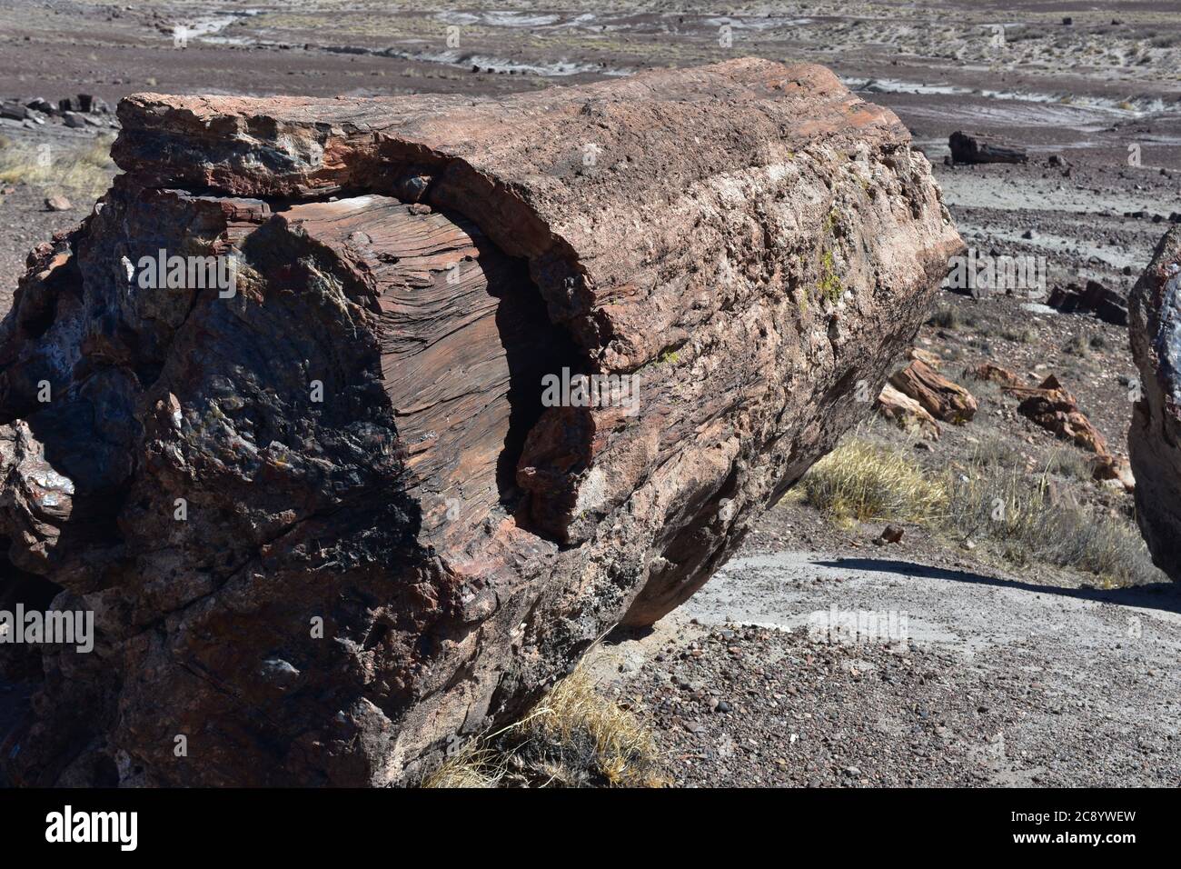 Up close look at a fallen petrified log Stock Photo - Alamy
