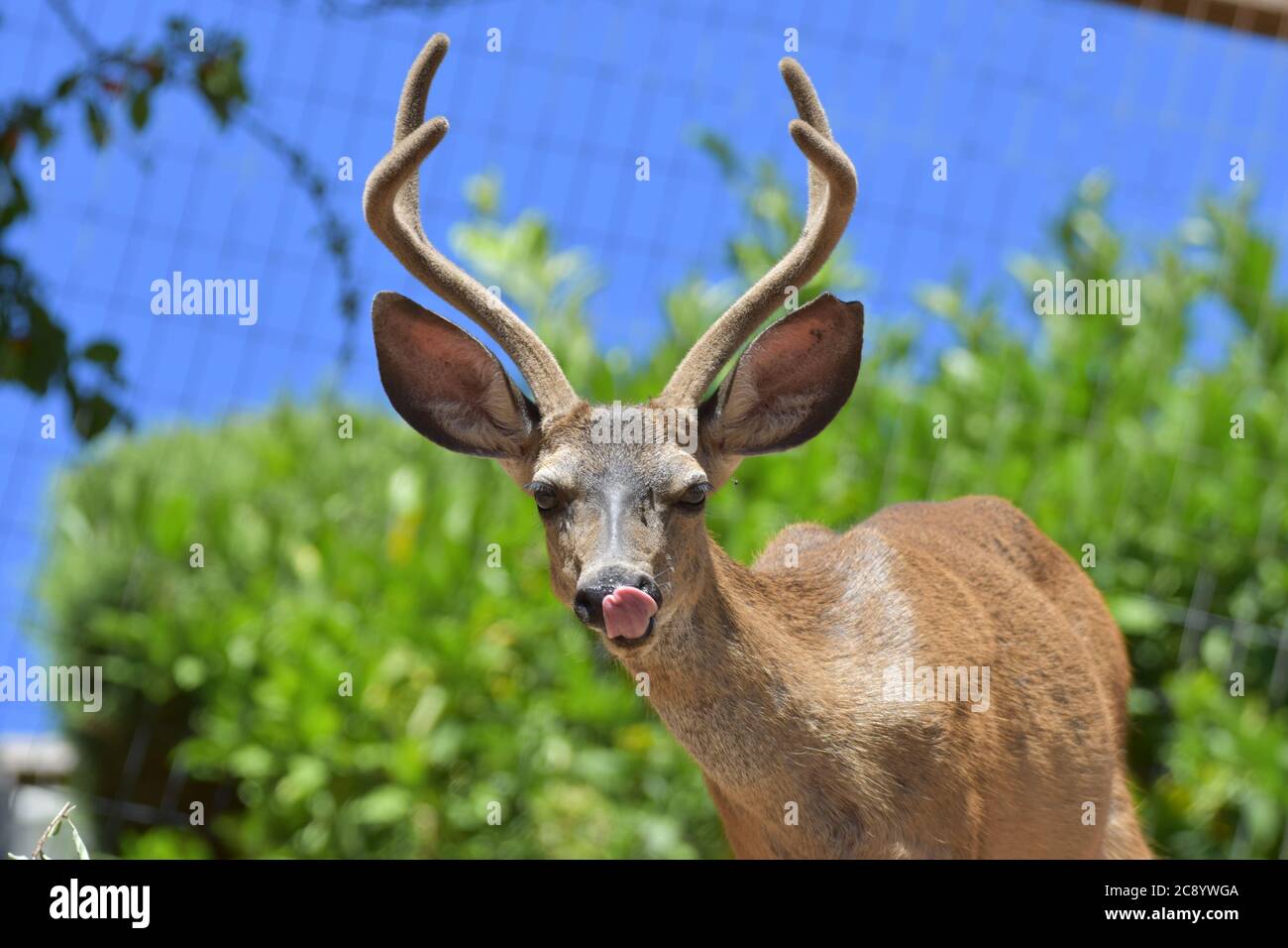 Baby Plums High Resolution Stock Photography and Images - Alamy