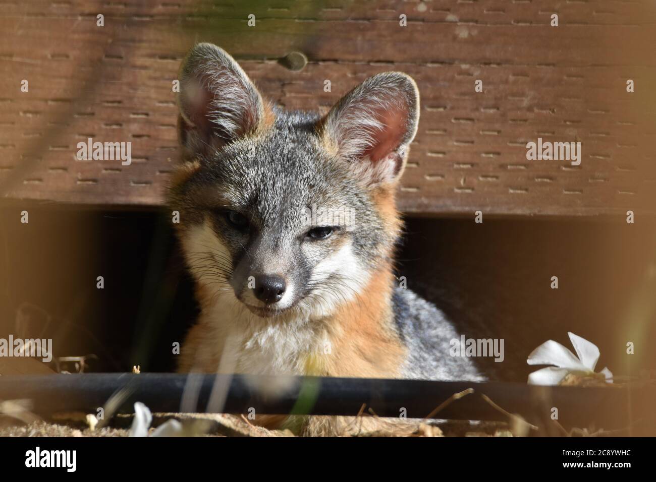 A gray fox kit emerges from its den under a porch in Novato, CA Stock ...