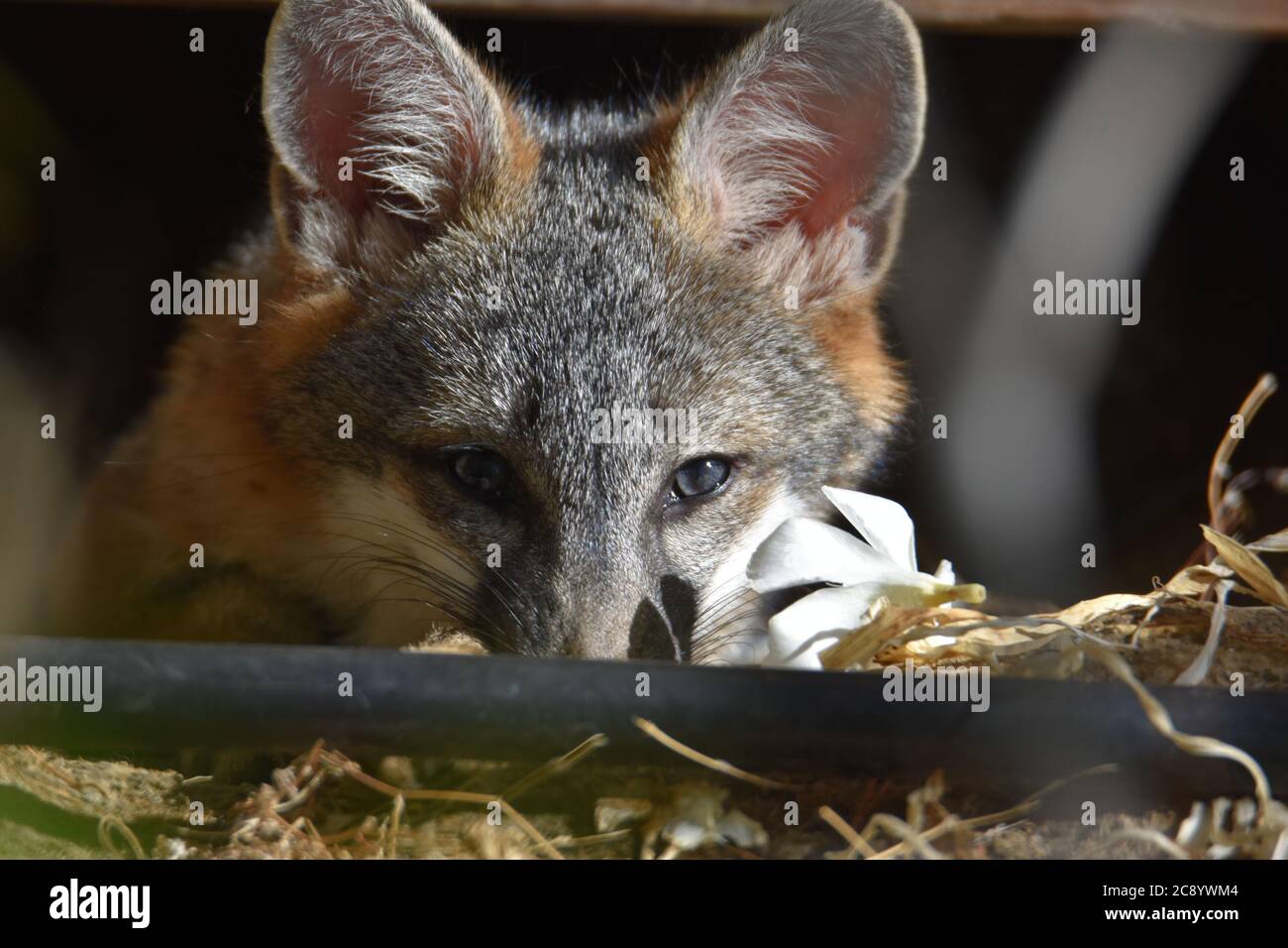 A gray fox kit laying low as it emerges from its den under a porch in ...