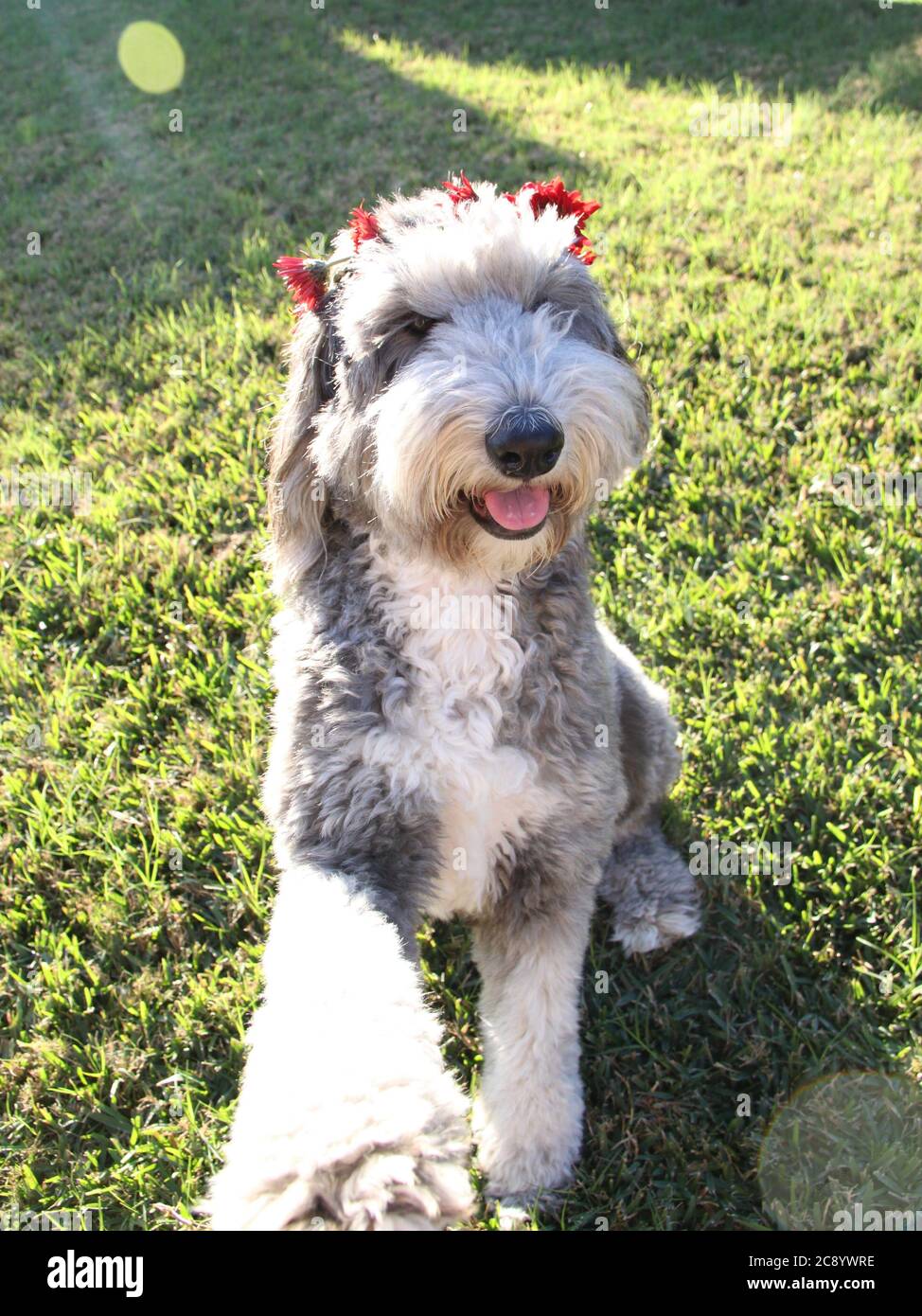 Sheepadoodle