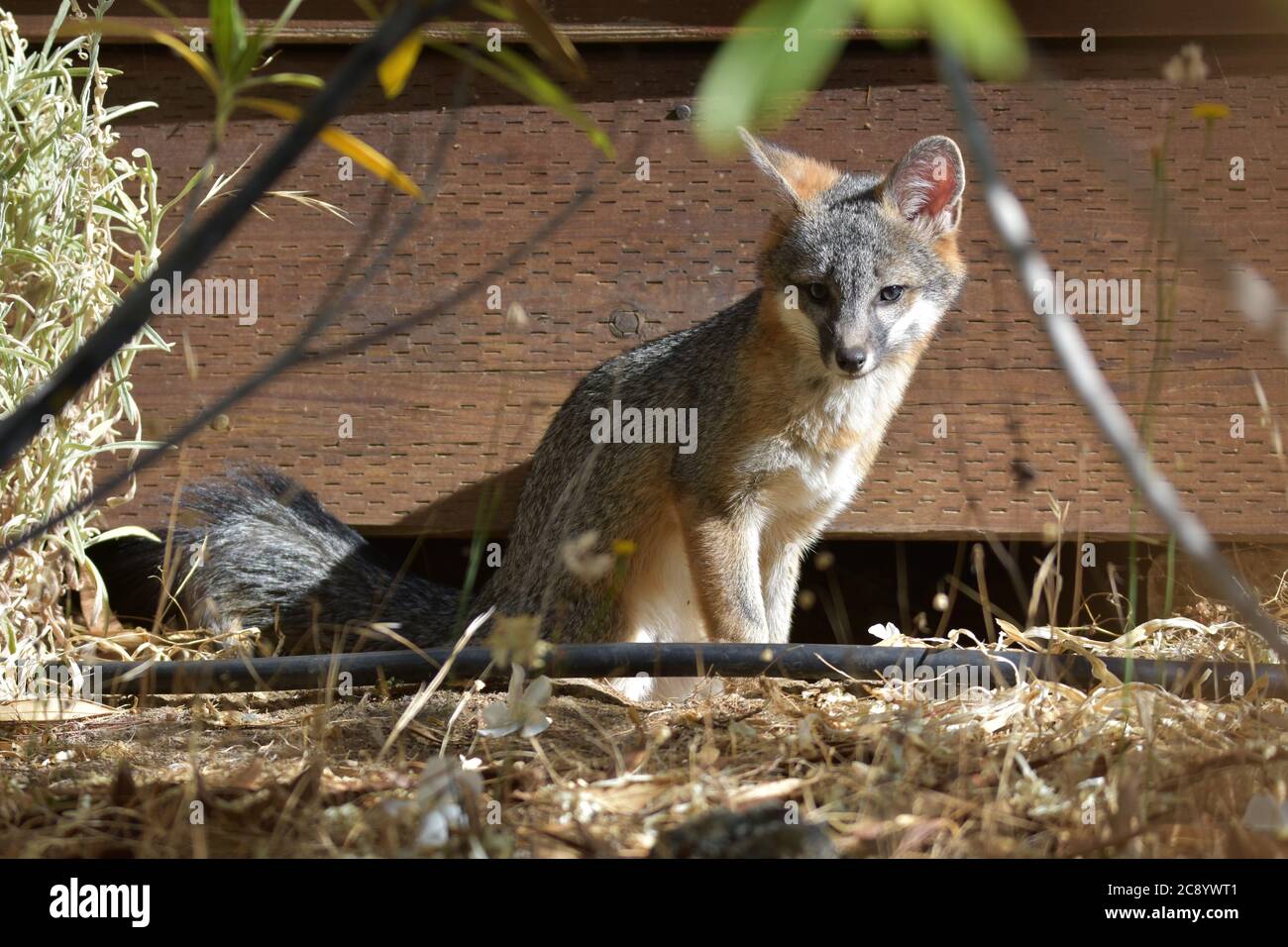 California gray fox hi-res stock photography and images - Alamy