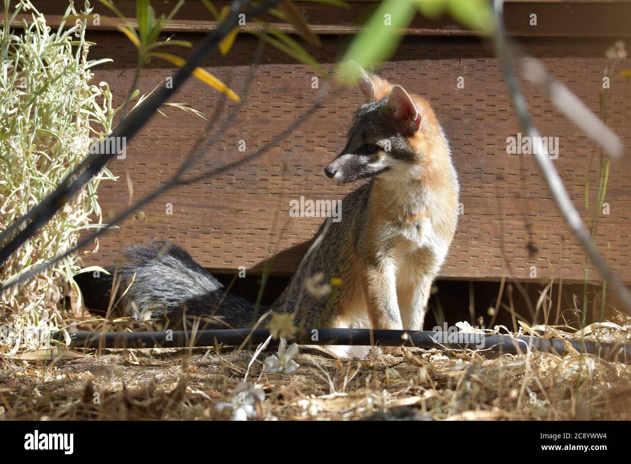 Grey fox with kit hi-res stock photography and images - Alamy