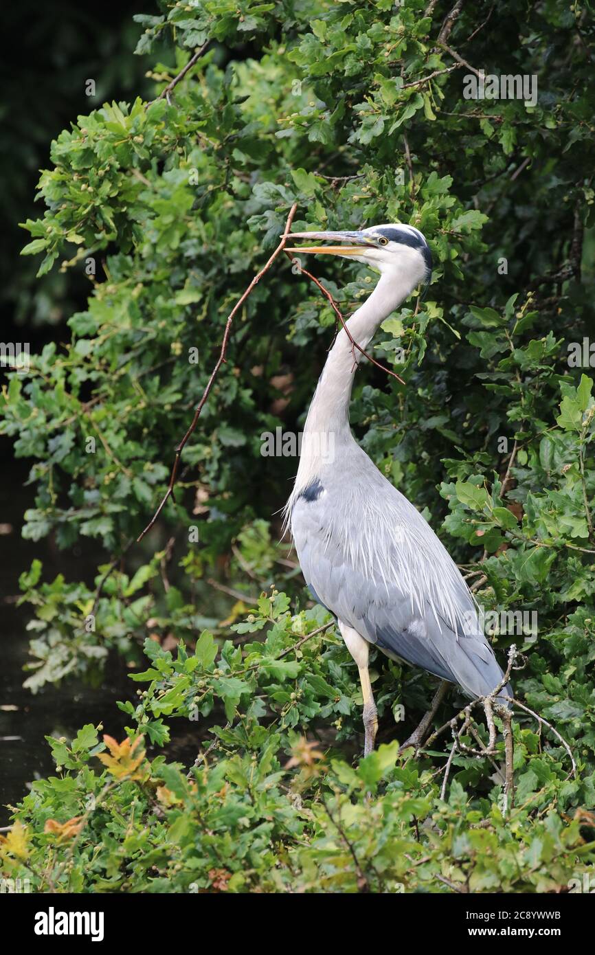 Grey heron bathing, Rivelin Valley, Sheffield, UK Stock Photo - Alamy