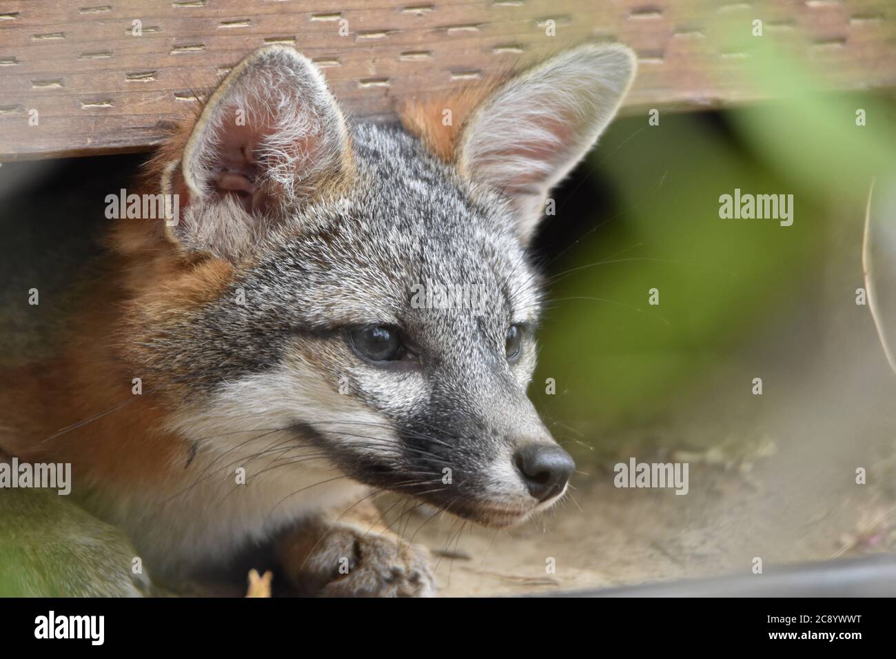 A gray fox kit emerging from it's den under a porch in Novato, CA Stock ...