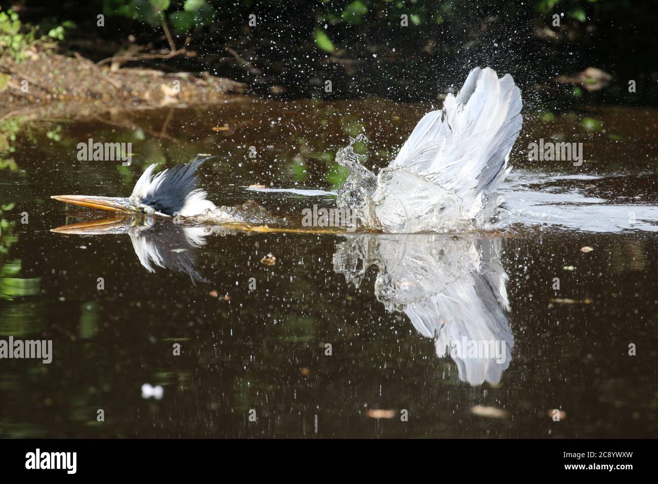 Grey heron bathing, Rivelin Valley, Sheffield, UK Stock Photo - Alamy
