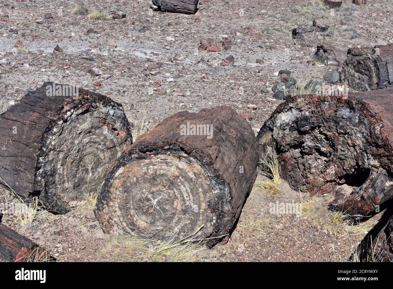 Cluster of fallen petrified logs in the Petrified Forest Stock Photo ...