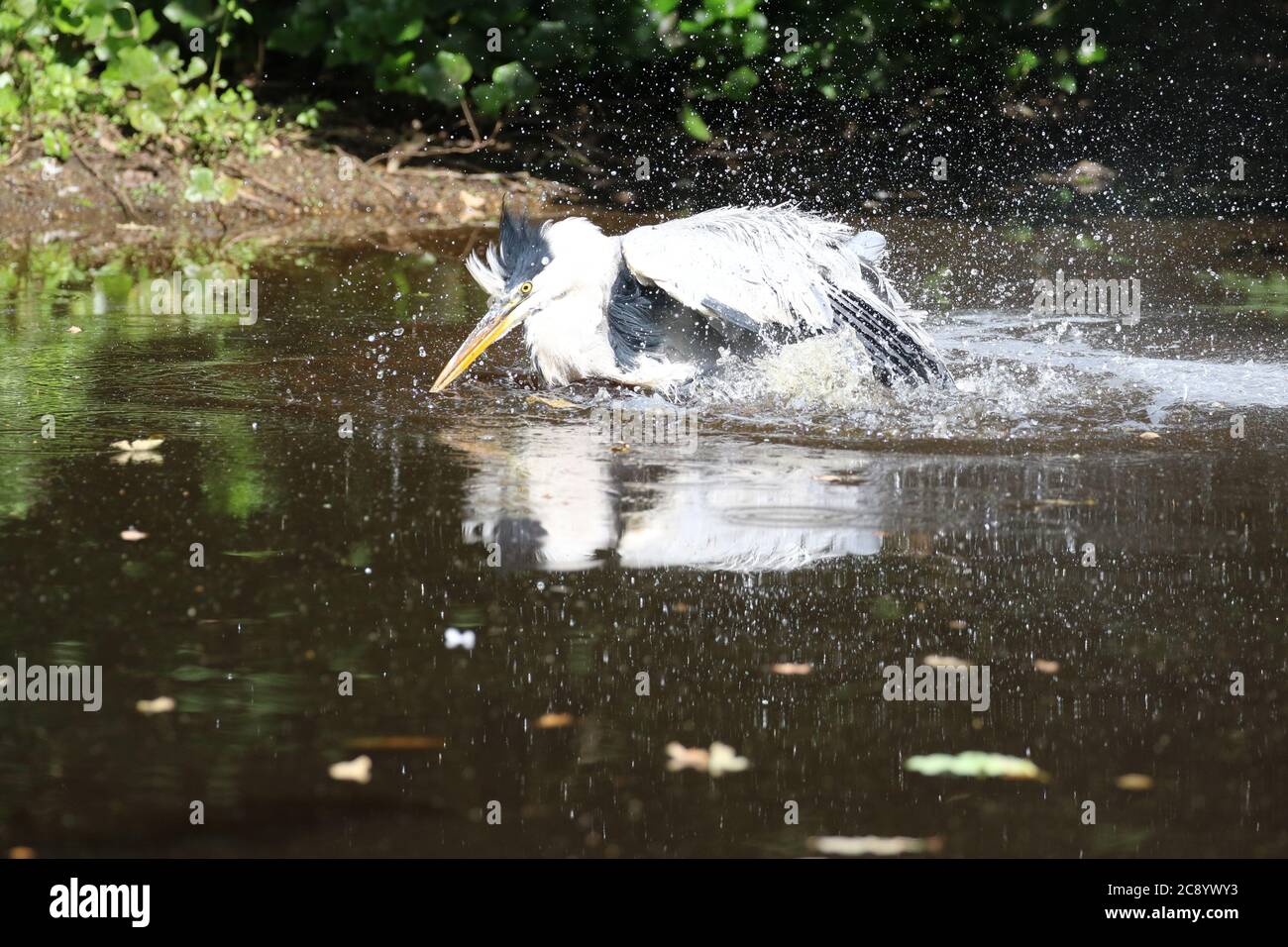 Grey heron bathing, Rivelin Valley, Sheffield, UK Stock Photo - Alamy