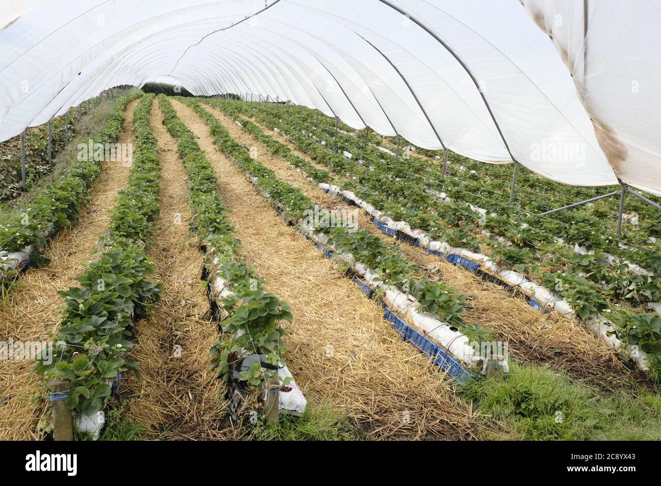 Strawberry farm england hi-res stock photography and images - Alamy