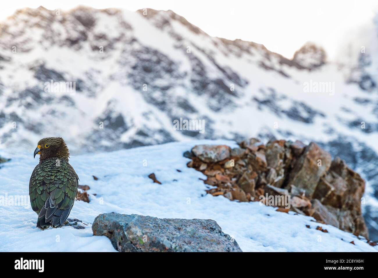 New Zealand Kea bird in snow mountains. It is the only alpine parrot in ...