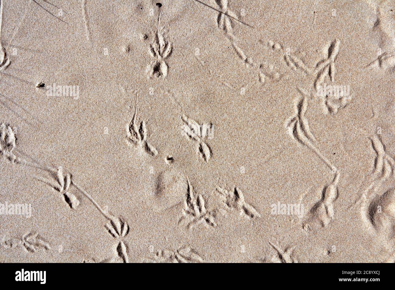 Turkey Tracks In Mud