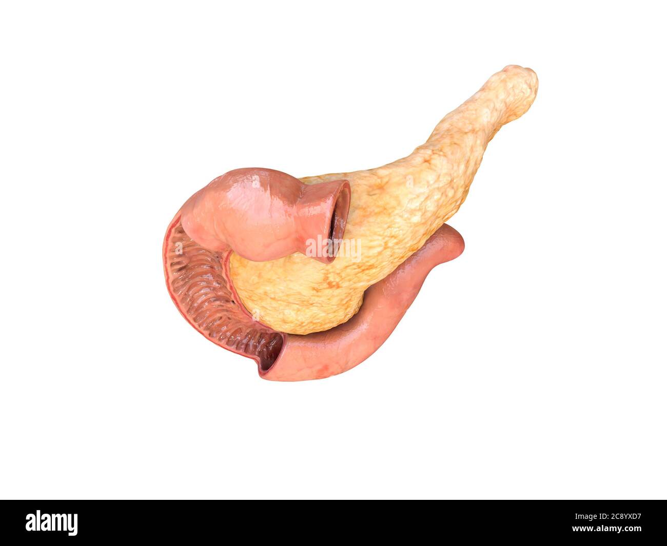 Anatomy pancreas top view on white background, duodenum, 3D render ...