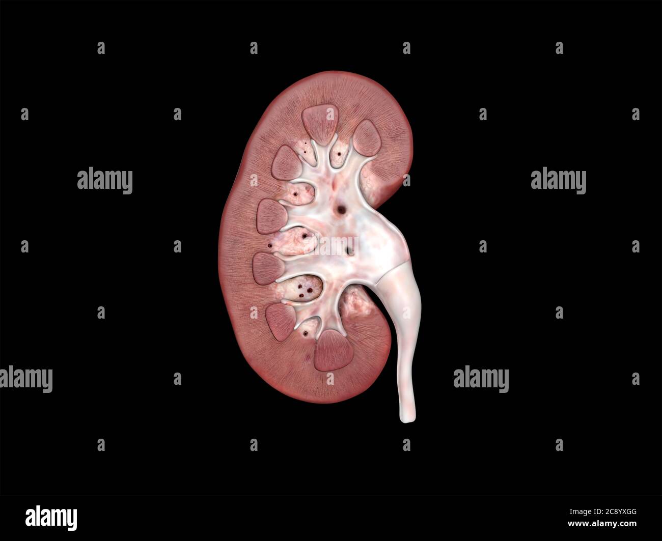 human kidney anatomy, cross section, 3D rendering Stock Photo - Alamy