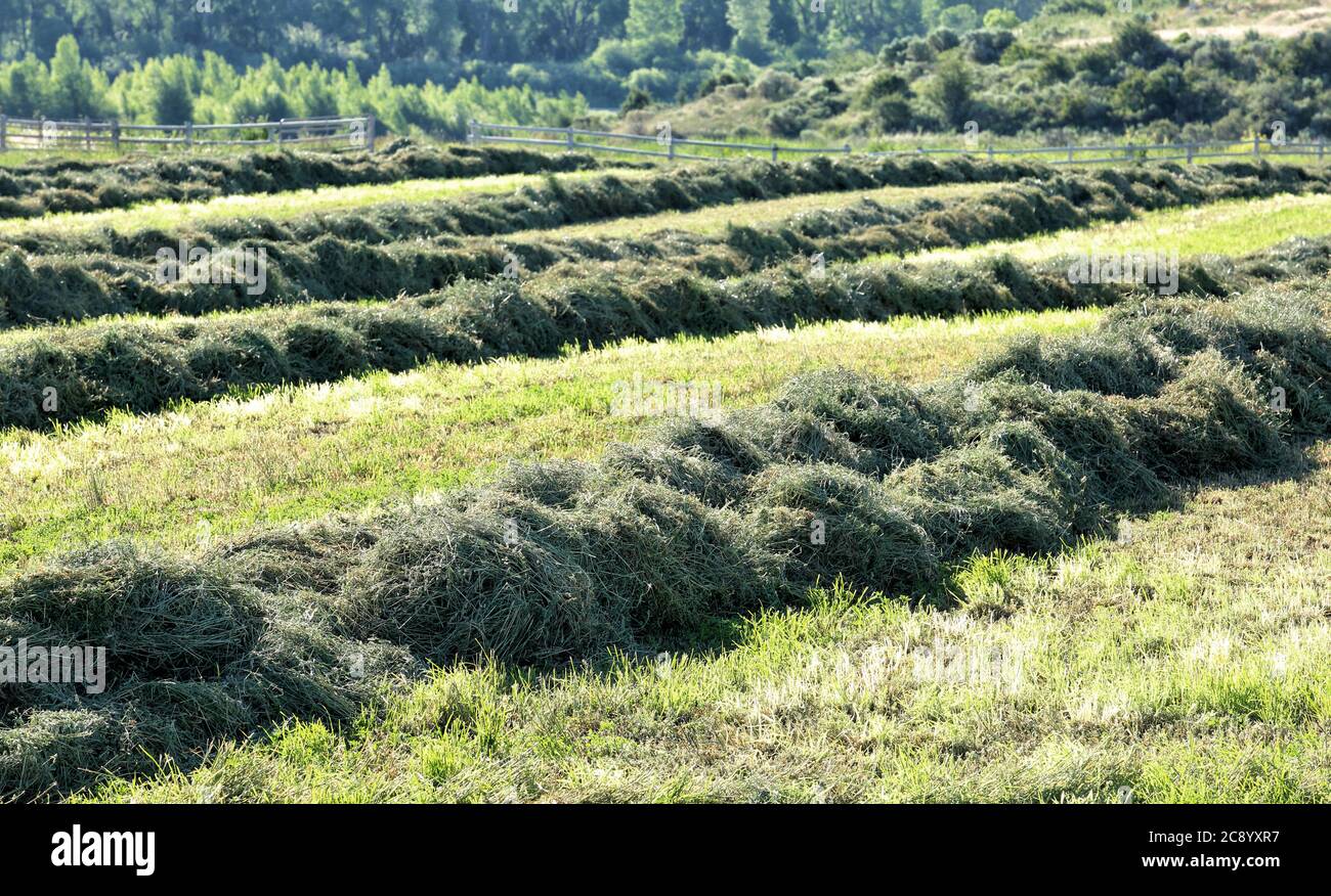 Stacking hay hi-res stock photography and images - Alamy