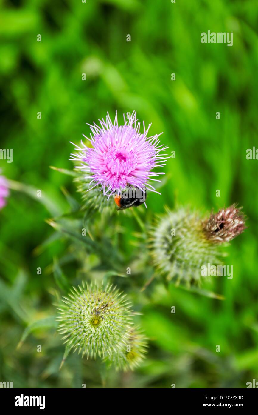 Large Red-tailed Bumble Bee (Bombus lapidarius) drinking nectar from a ...