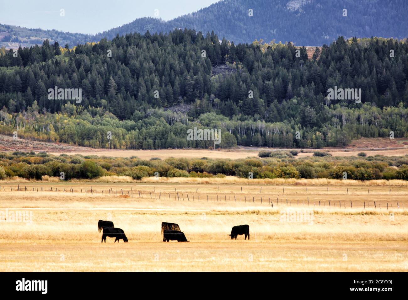 Black Angus cattle grazing on autumn grasses in a privately owned ranch ...