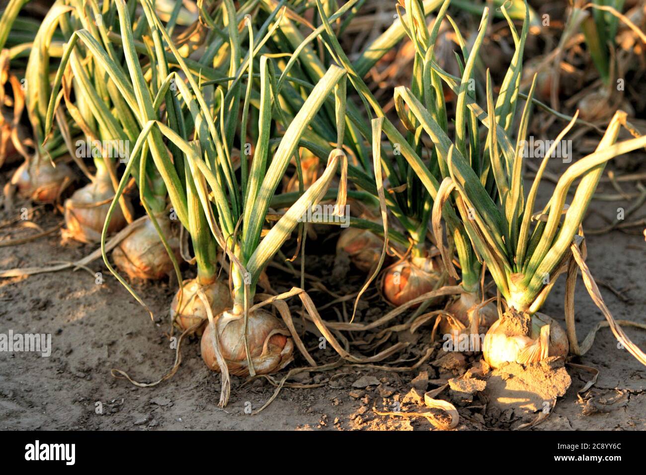 Yellow onions growing in a Washington farm field Stock Photo - Alamy