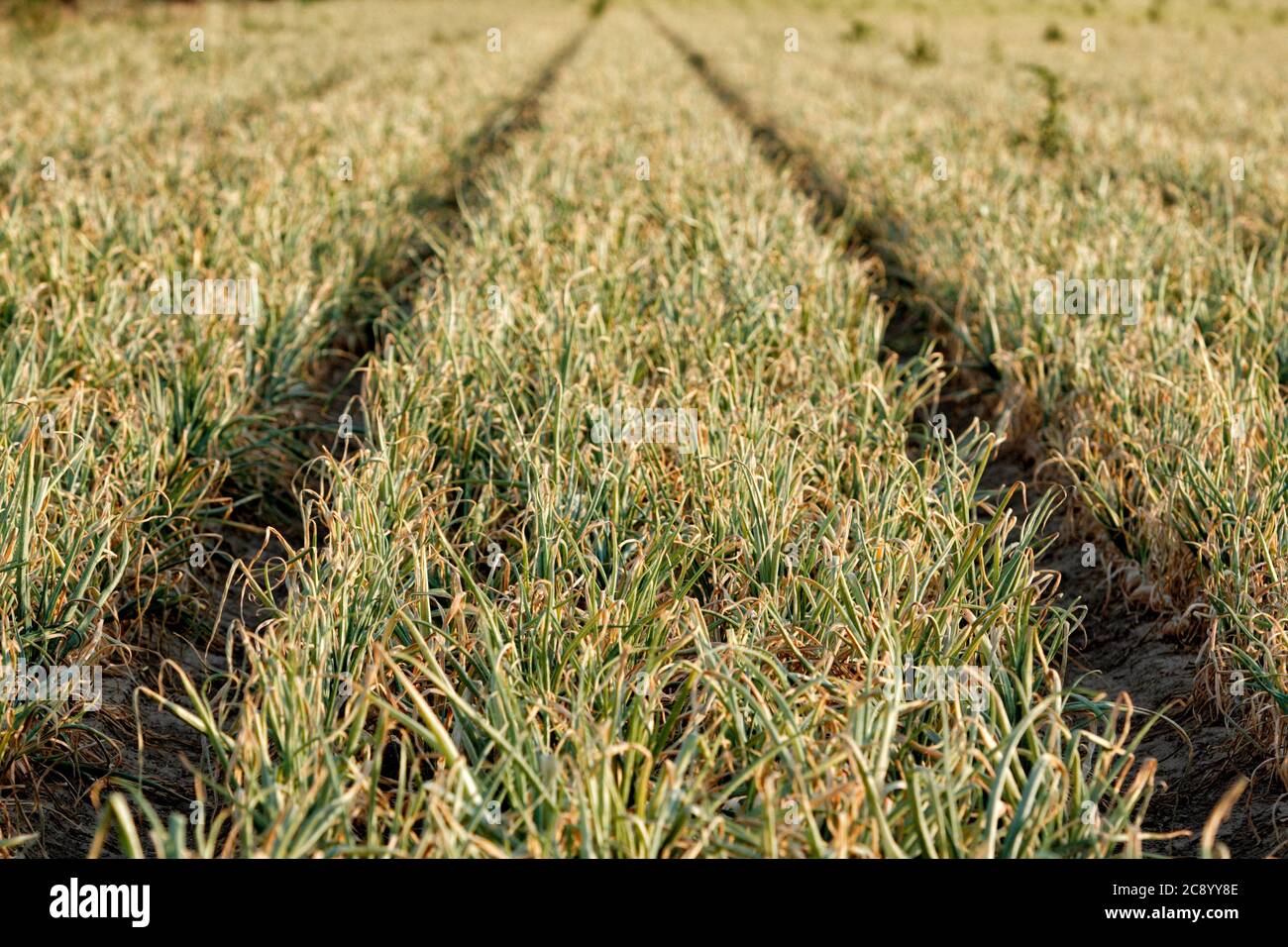 Yellow onions growing in a Washington farm field Stock Photo - Alamy