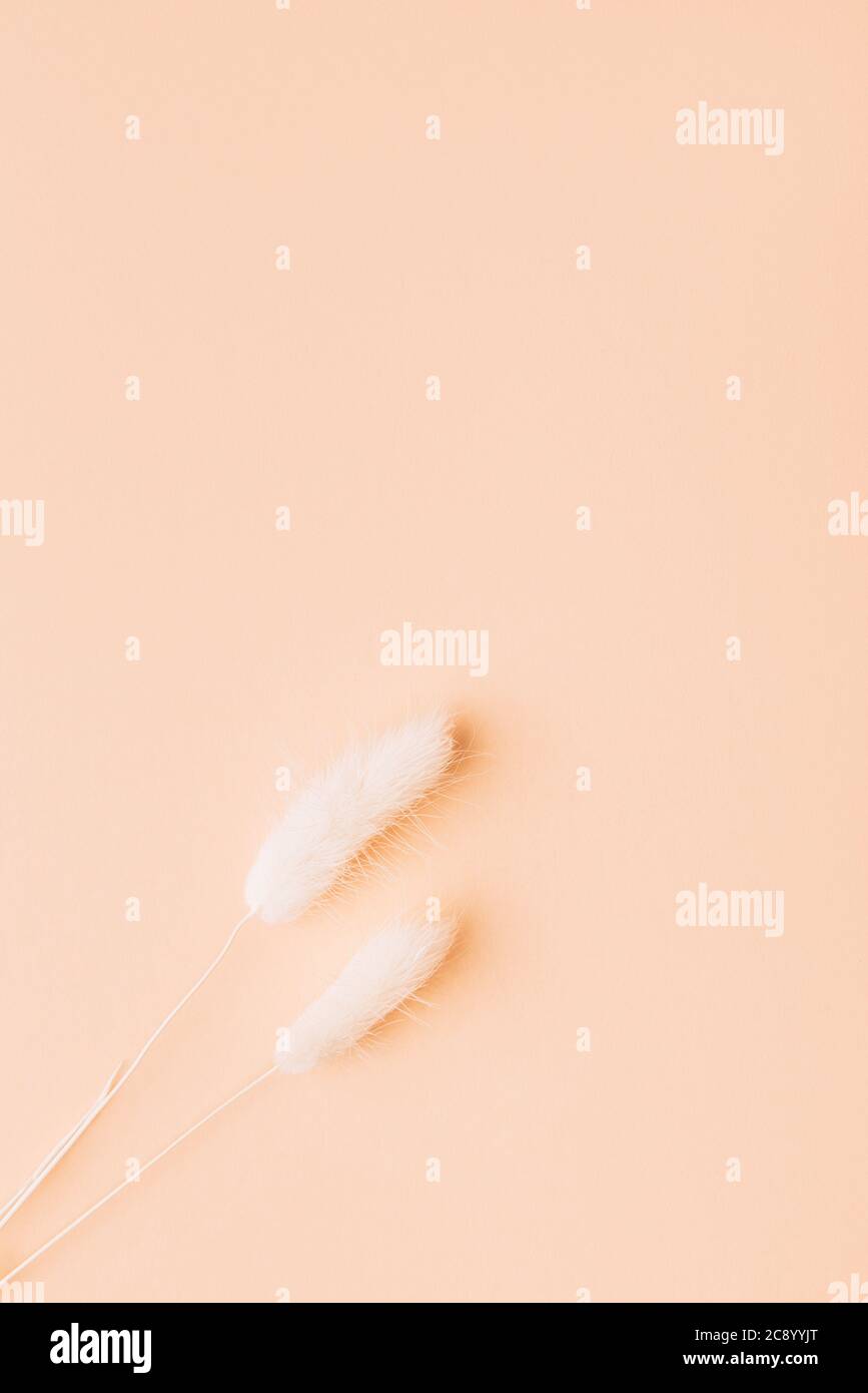 Rabbit tail flower hi-res stock photography and images - Alamy