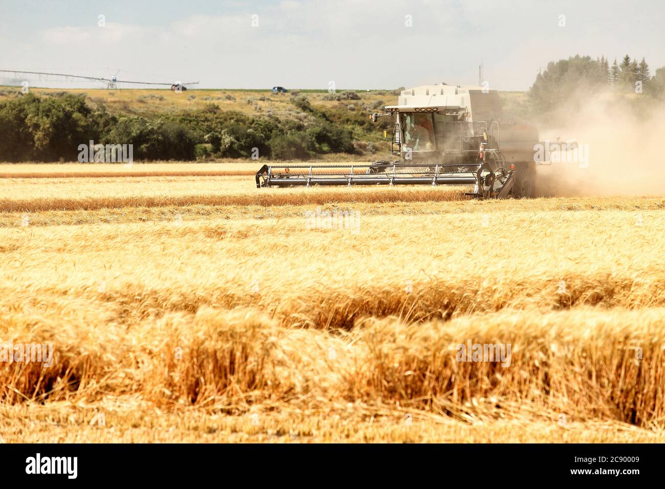 Grain combines cutting and harvesting golden ripe wheat in the fertile ...