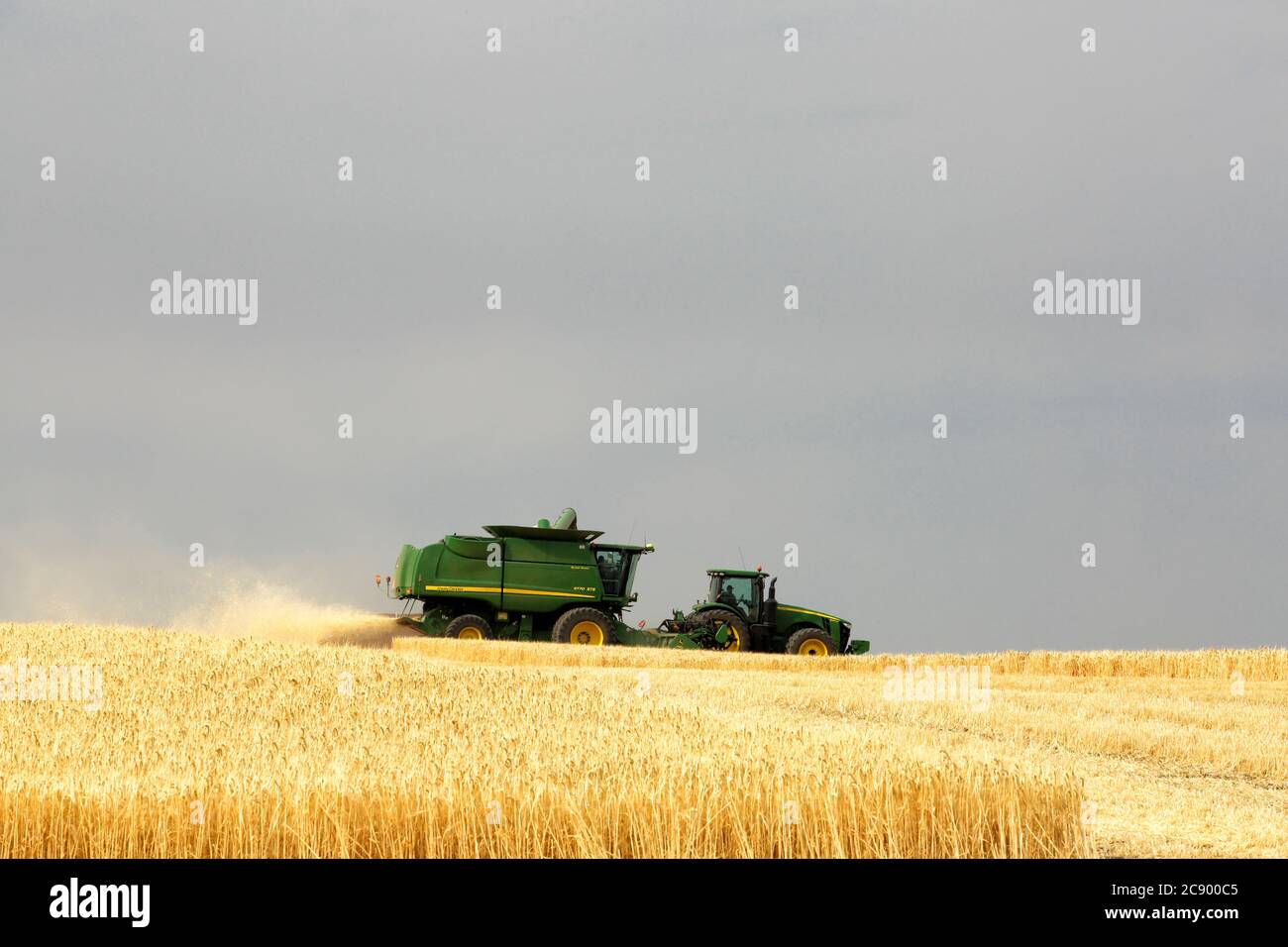 Grain combines cutting and harvesting golden ripe wheat in the fertile ...